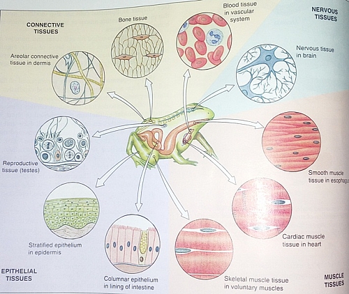Four Main Types Of Tissues In The Body Definition Functions And 